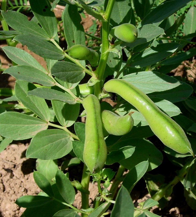 HABAS | Herbář peruánských bylin